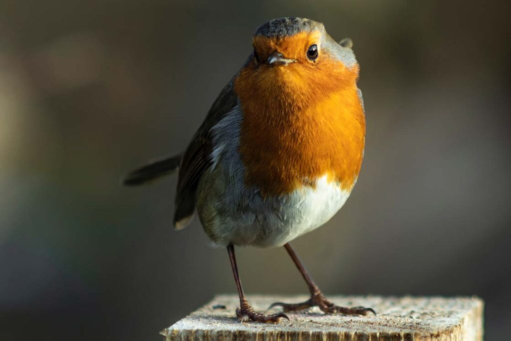 Cytec | Insidertrack, Sharetrack | Share Plan Software and ...